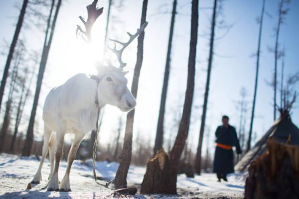 Mongolia Reindeer Tribe Tour - 9 Days - Mongolia Tours