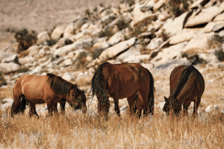 Mongolian Wildlife | Top 10+ Most Iconic Wild Animals of Mongolia - Go ...