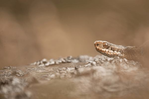 Mongolian Wildlife | Top 10+ Most Iconic Wild Animals of Mongolia - Go ...