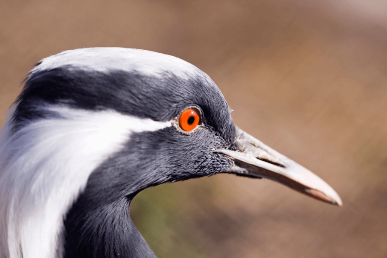 Mongolian Wildlife | Top 10+ Most Iconic Wild Animals of Mongolia - Go ...