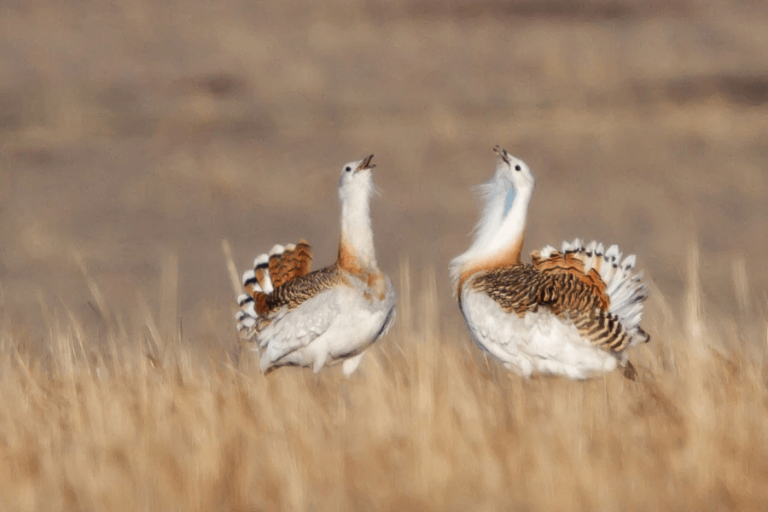 Mongolian Wildlife | Top 10+ Most Iconic Wild Animals of Mongolia - Go ...