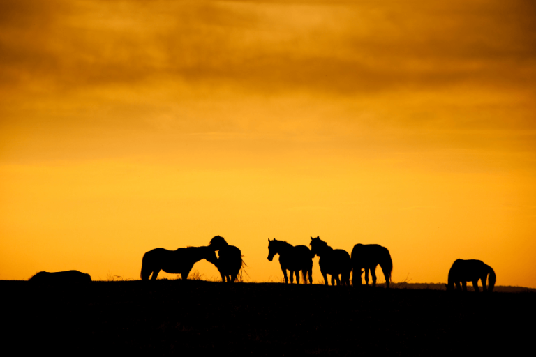 Mongolian Wildlife | Top 10+ Most Iconic Wild Animals of Mongolia - Go ...