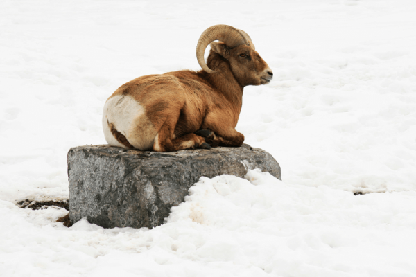 Mongolian Wildlife | Top 10+ Most Iconic Wild Animals of Mongolia - Go ...