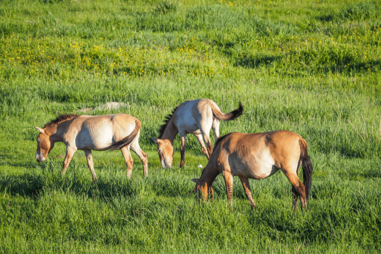 Mongolian Wildlife | Top 10+ Most Iconic Wild Animals of Mongolia - Go ...