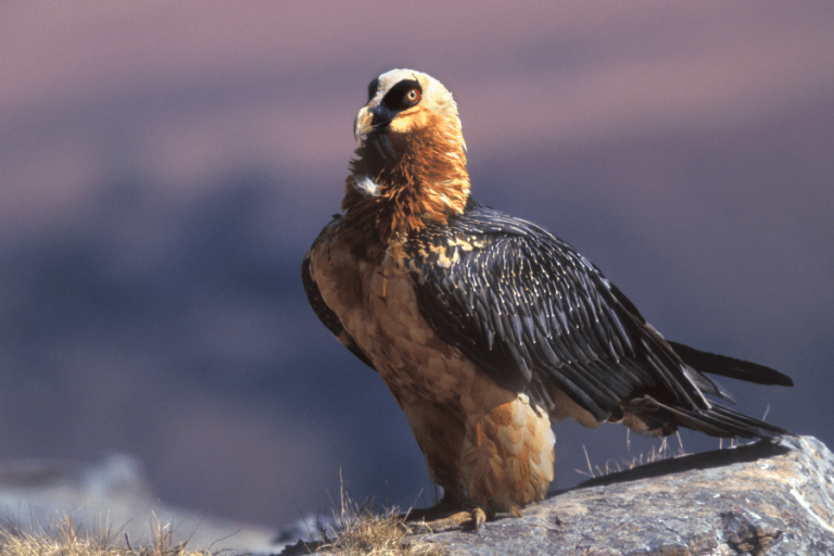 Yolyn Am Valley | Vulture Valley & Ice Canyon of Gobi Desert - Go ...