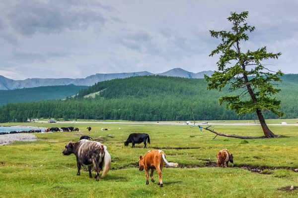 Khuvsgul Lake | One Of The Most Magnificent Lakes In The World - Go ...