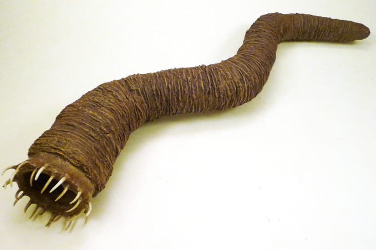 Mongolian Death Worm | Mystery Gobi Desert Monster - Go Mongolia Tours