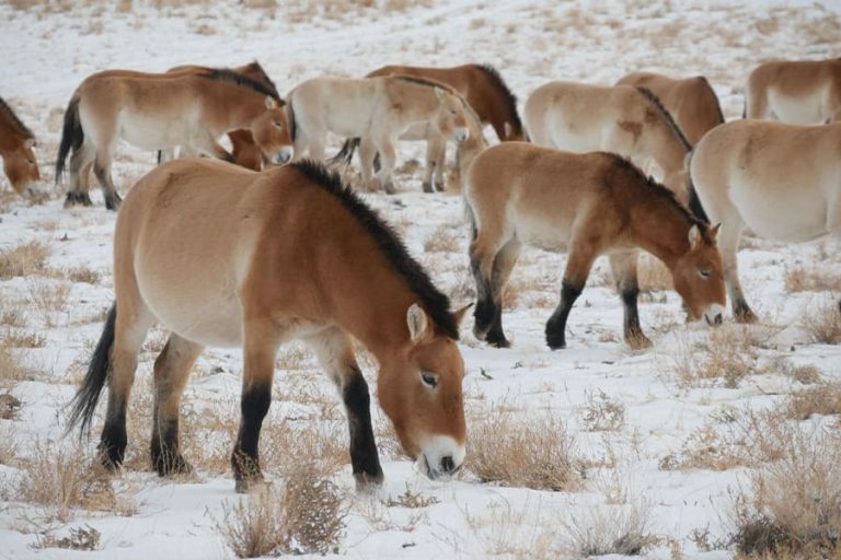 Takhi (Przewalski's Horse) | The official National Animal of Mongolia ...