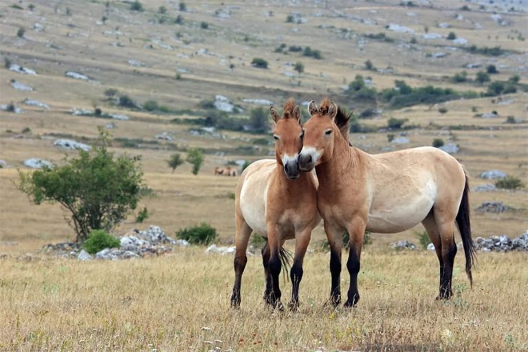Takhi (Przewalski's Horse) | The official National Animal of Mongolia ...