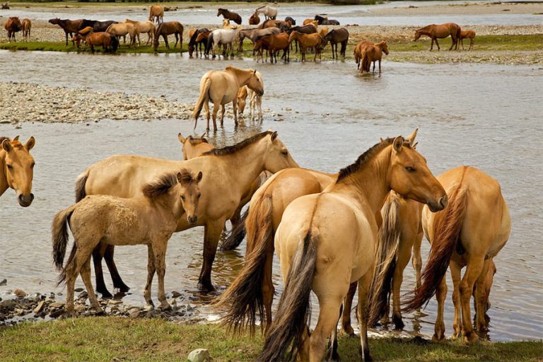 Takhi (Przewalski's Horse) | The official National Animal of Mongolia ...