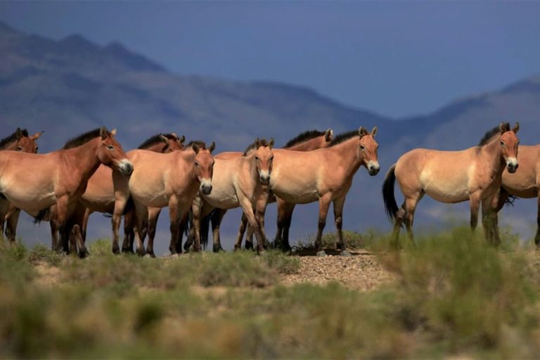 Takhi (Przewalski's Horse) | The official National Animal of Mongolia ...